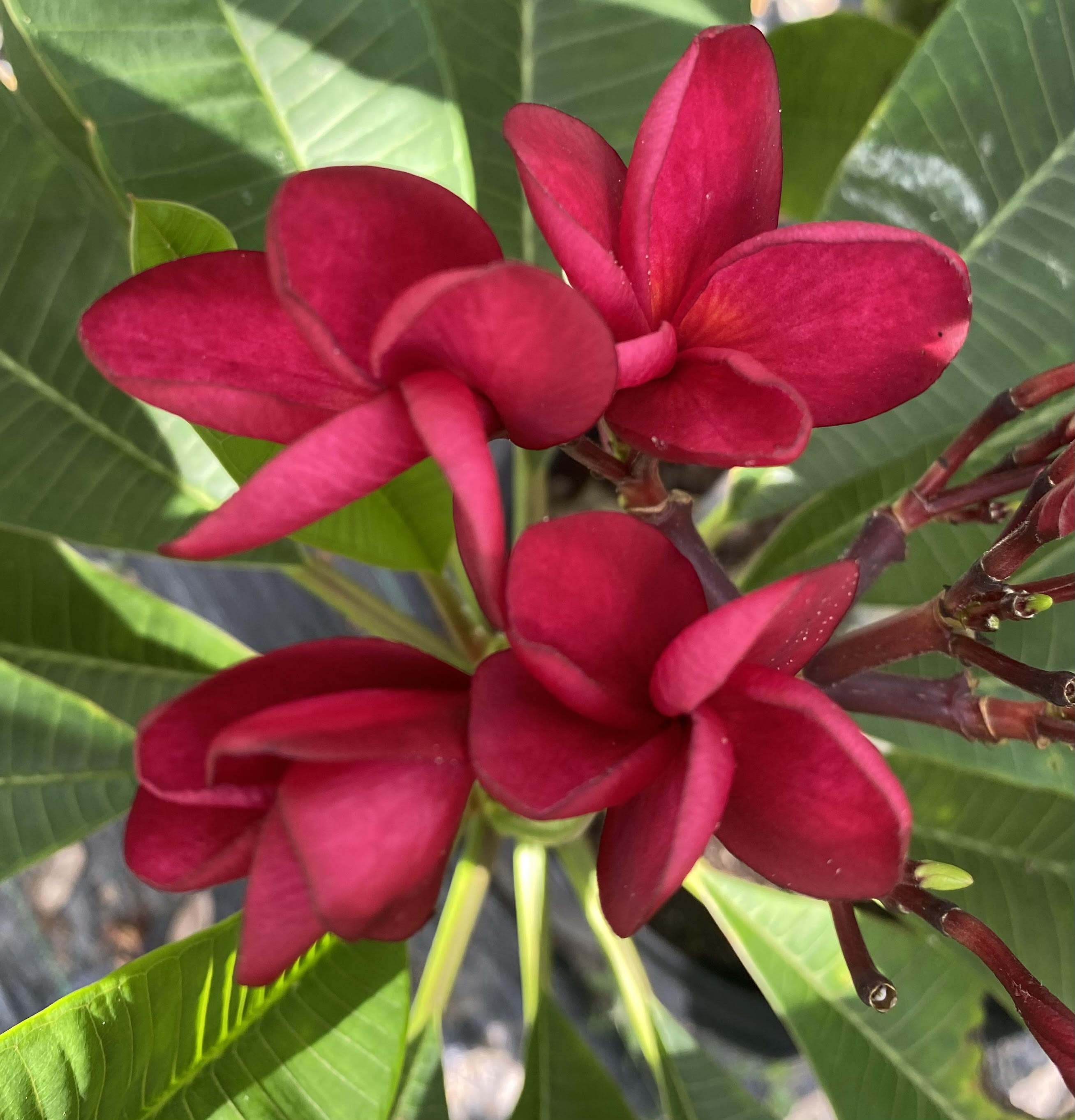 Red Plumeria – Lithia Acres